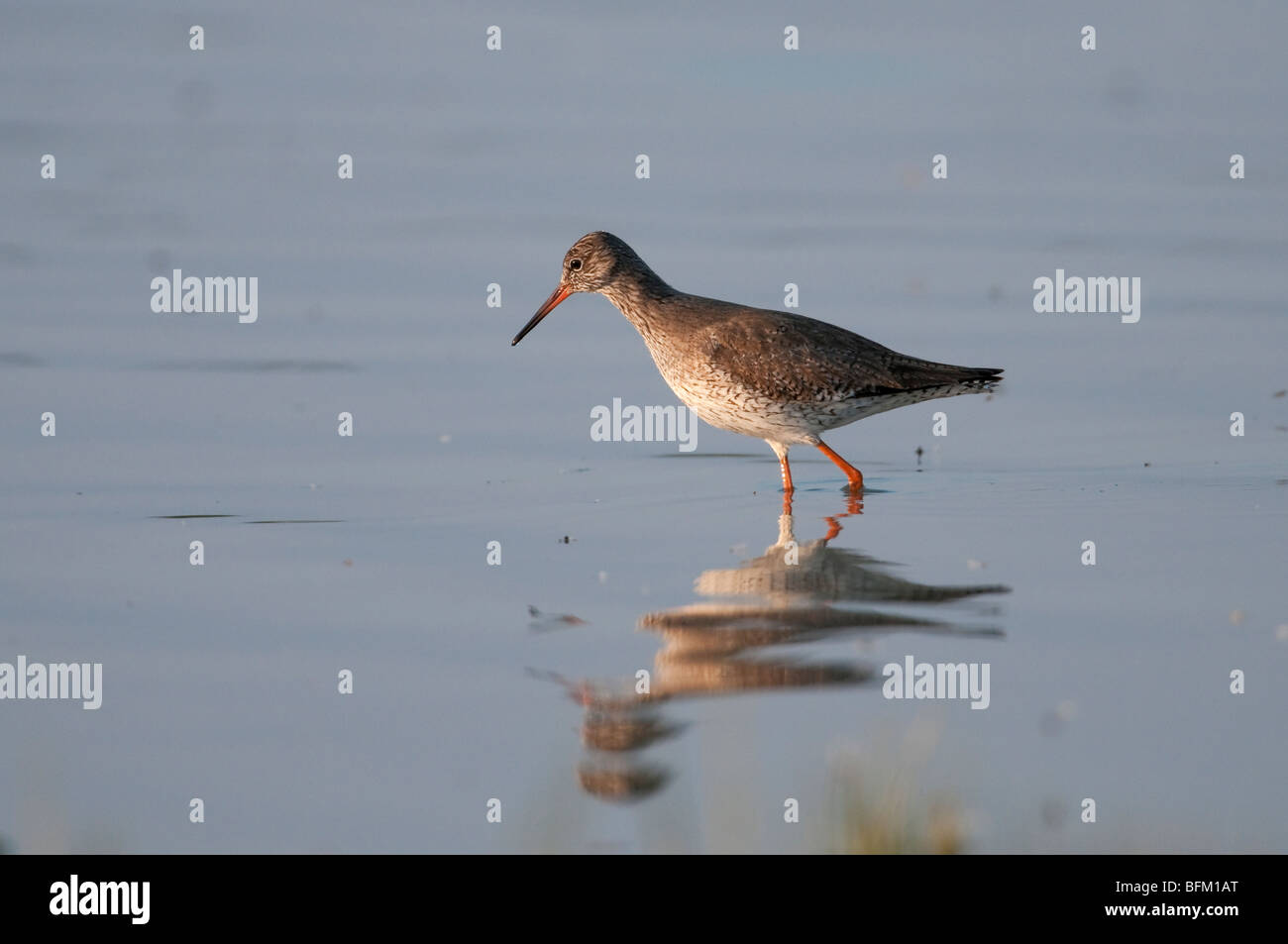 Common Redshank Rotschenkel Tringa totanus Stock Photo - Alamy