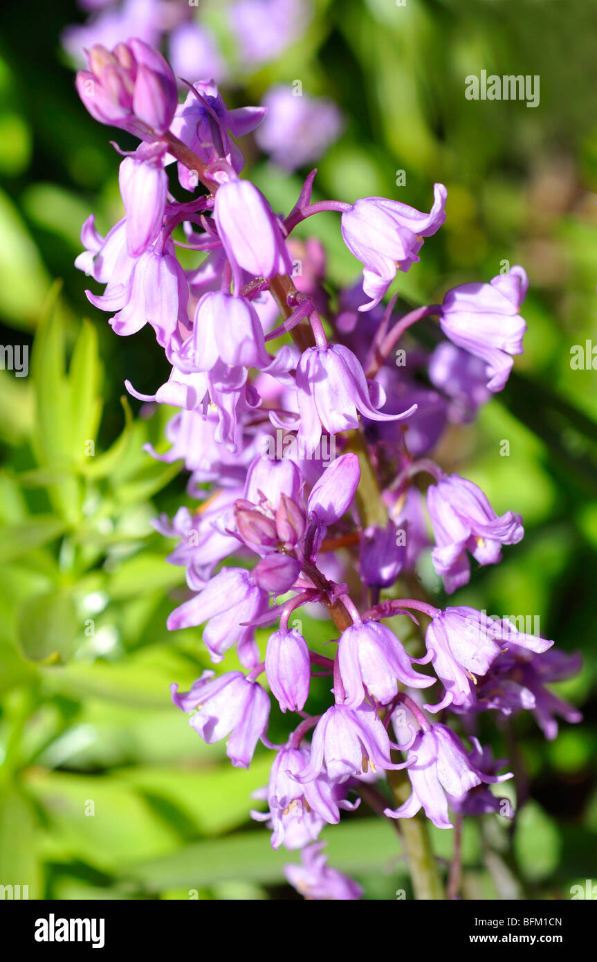 Common English Bluebell Stock Photo - Alamy