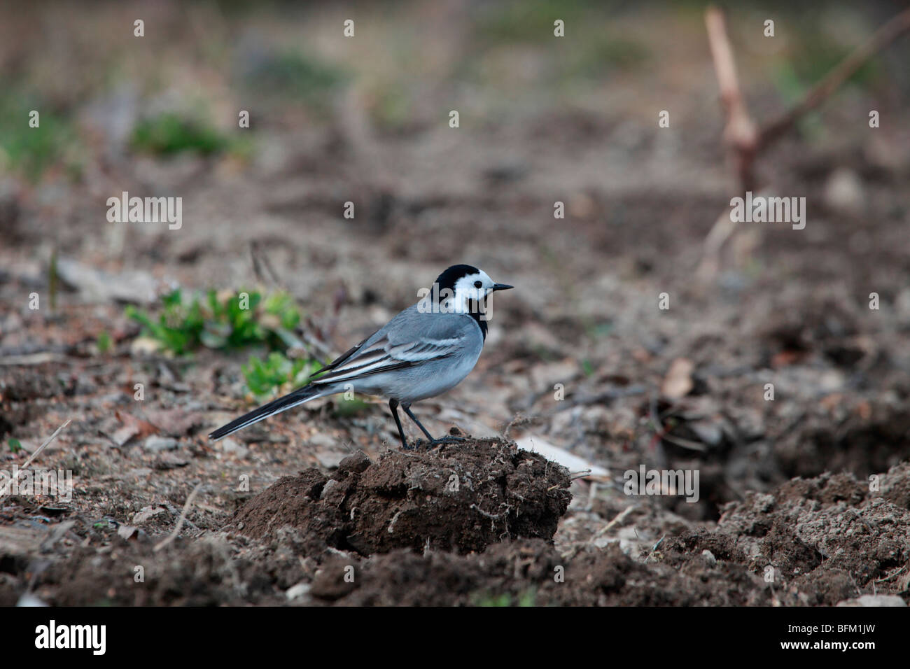 White wagtail (Motacilla alba) searching insects in the soil ...