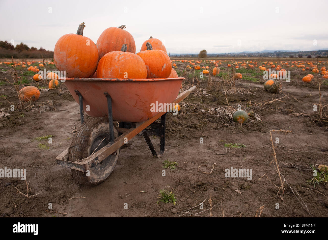 Autumn celebration with wheelbarrow full of pumpkins in pumpkin patch ...