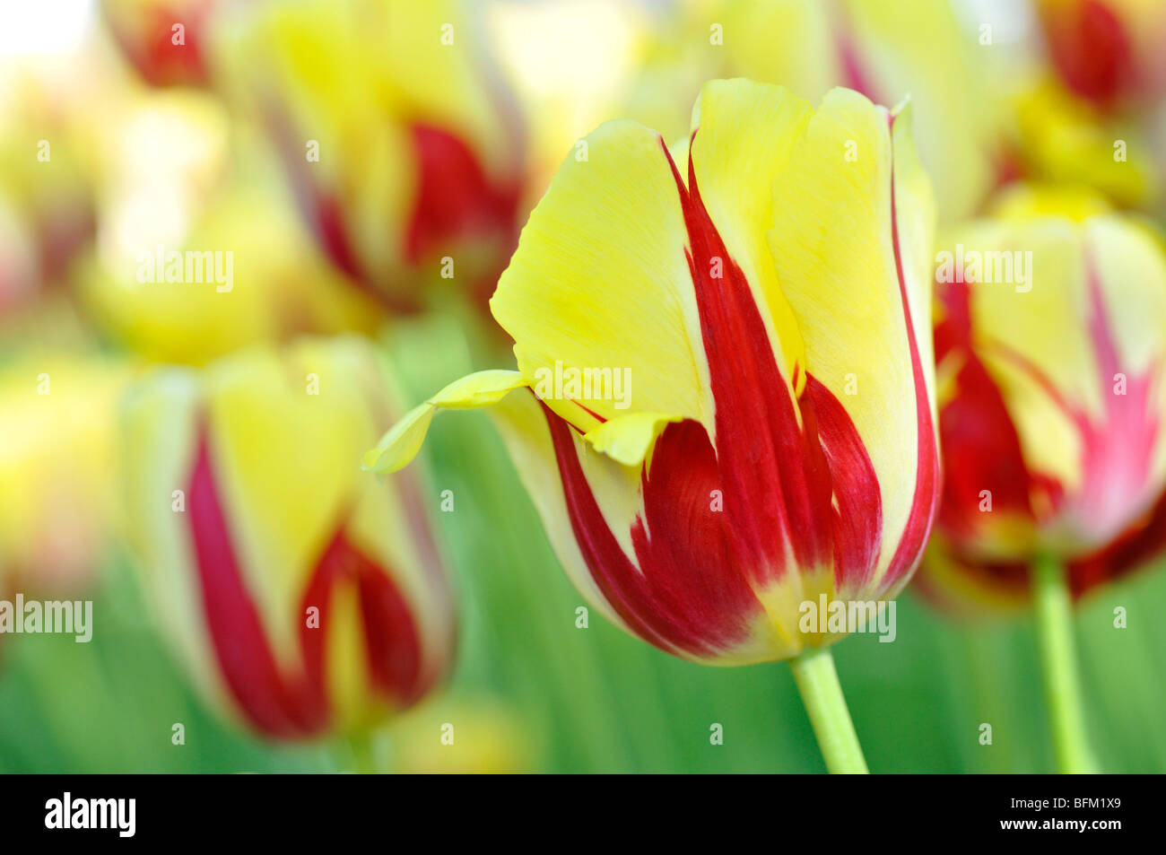Yellow and red tulips Stock Photo - Alamy