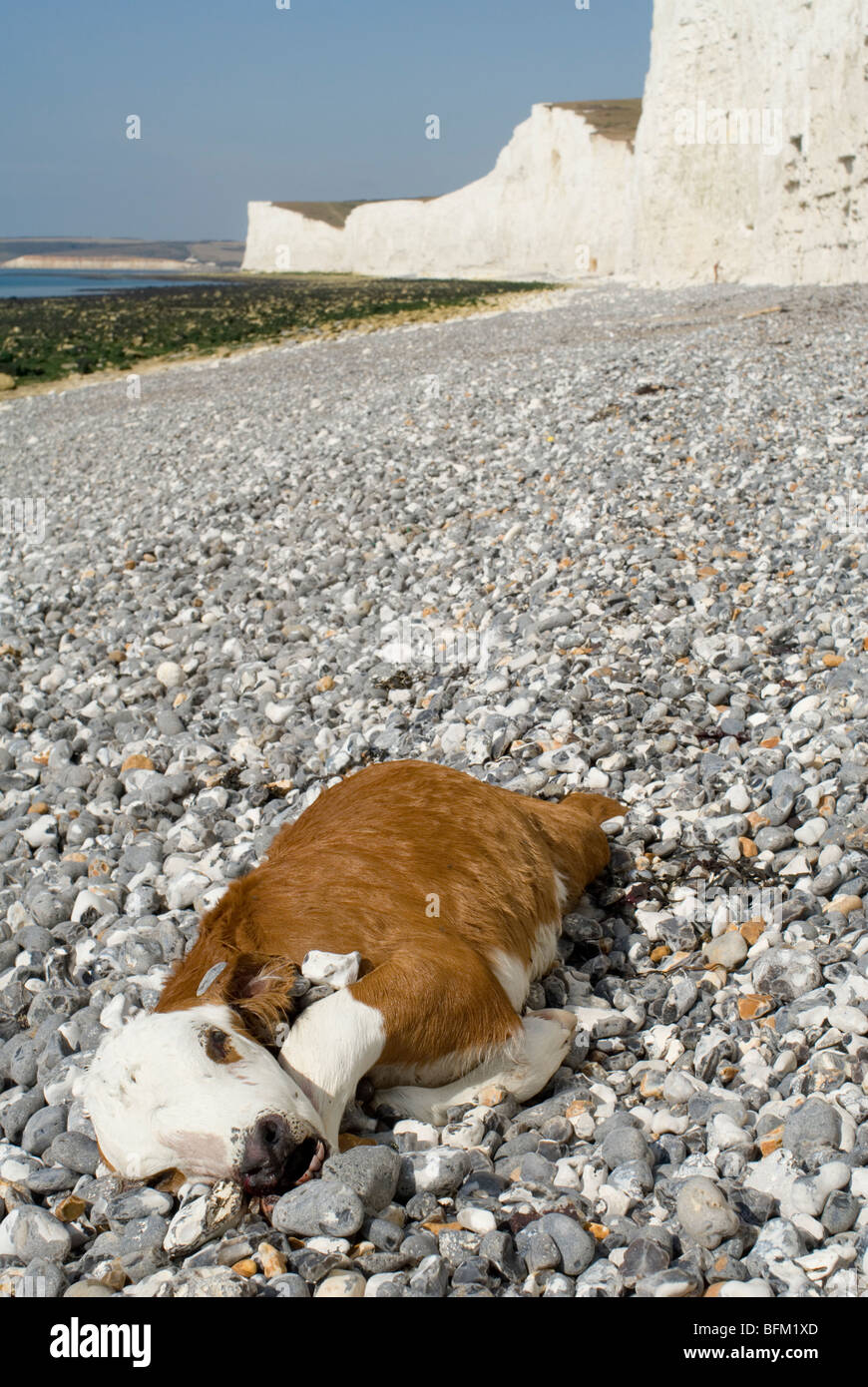 A dead calf at the foot of cliffs near Birling Gap, East Sussex Stock ...