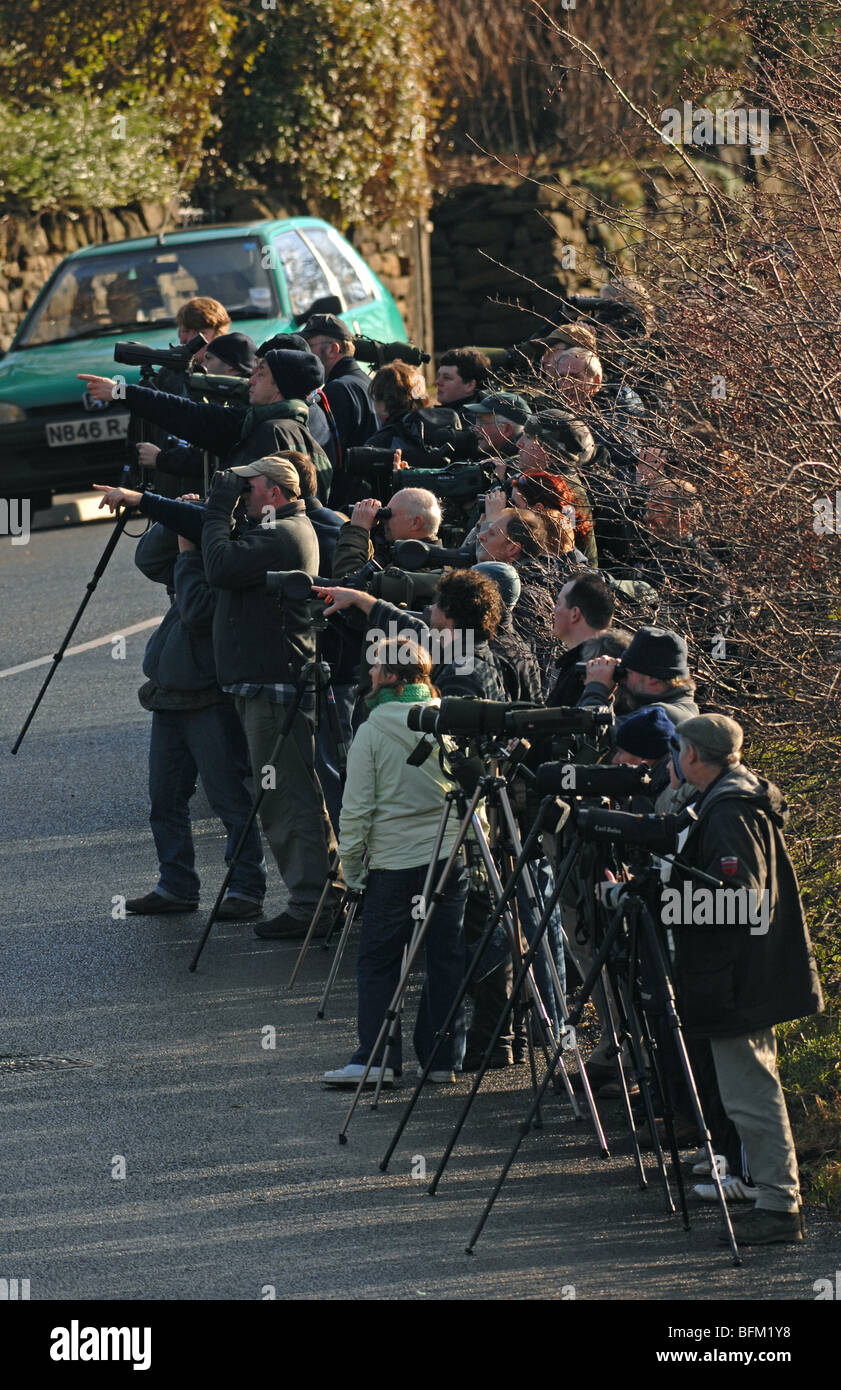Crowd twitchers birdwatchers watching rare bird hi-res stock ...
