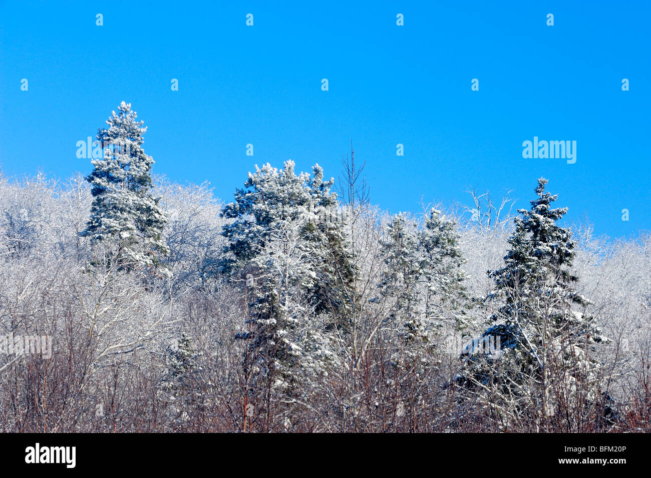 Mixed vegetation (spruces, birches and aspens) with fresh snow, Greater ...