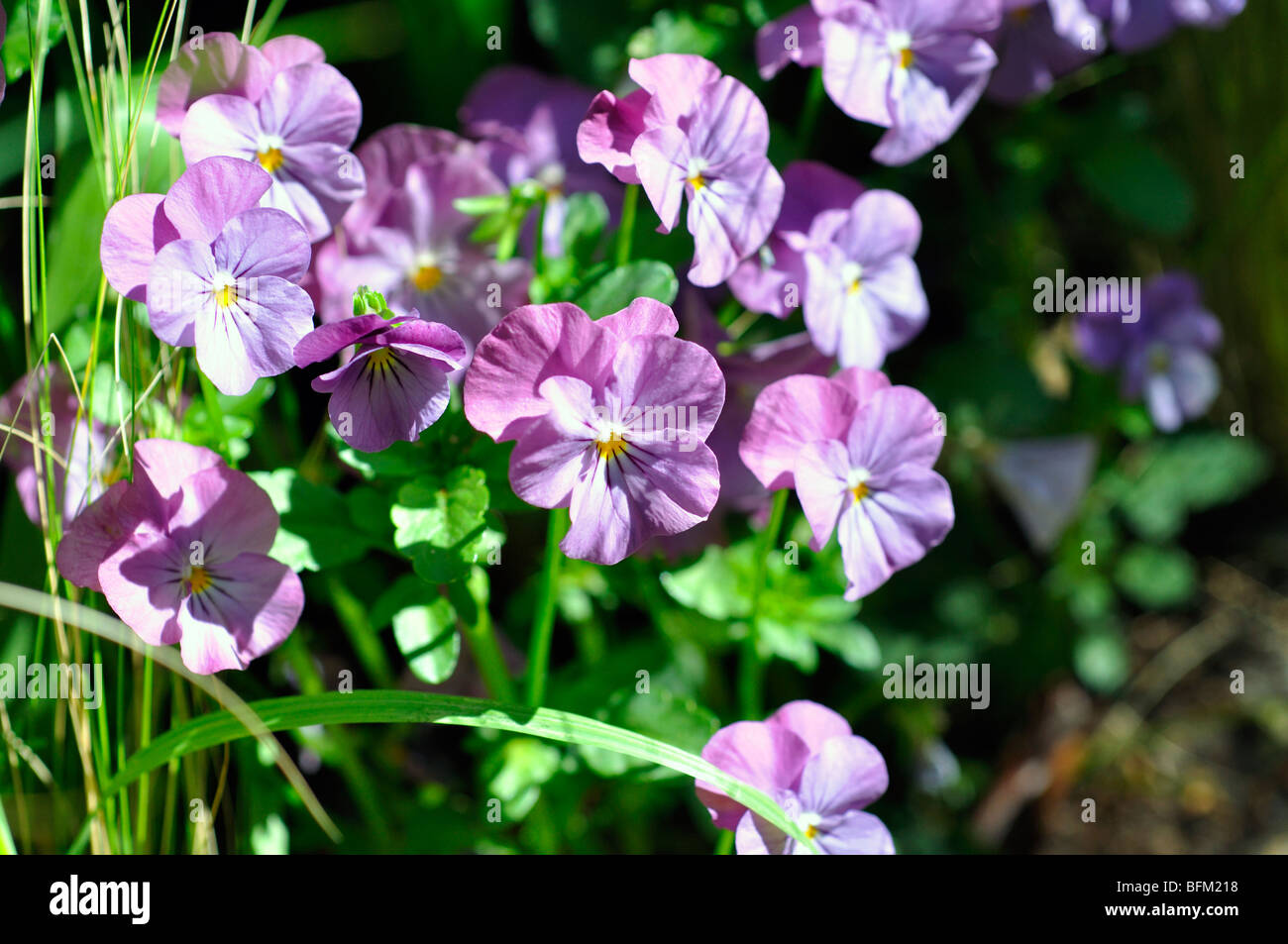 Pansies and violets hi-res stock photography and images - Alamy