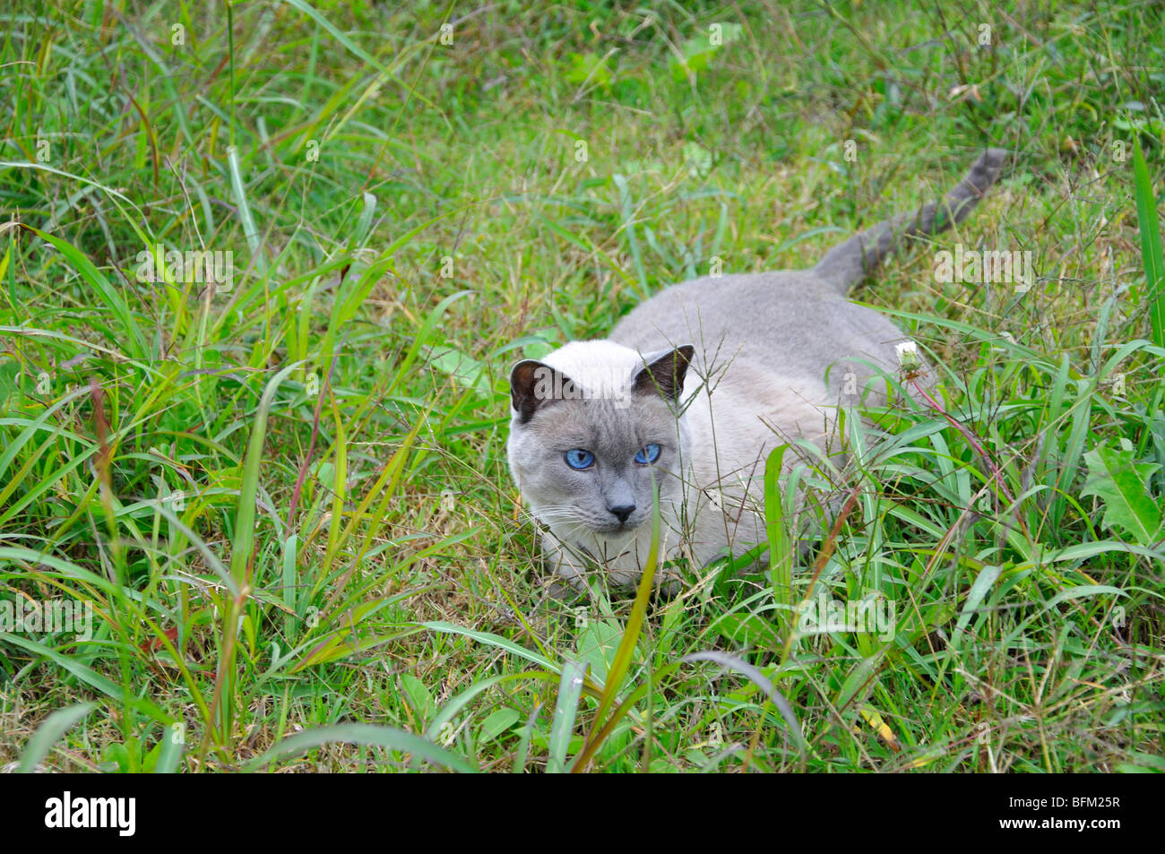 Cat hunting hi-res stock photography and images - Alamy