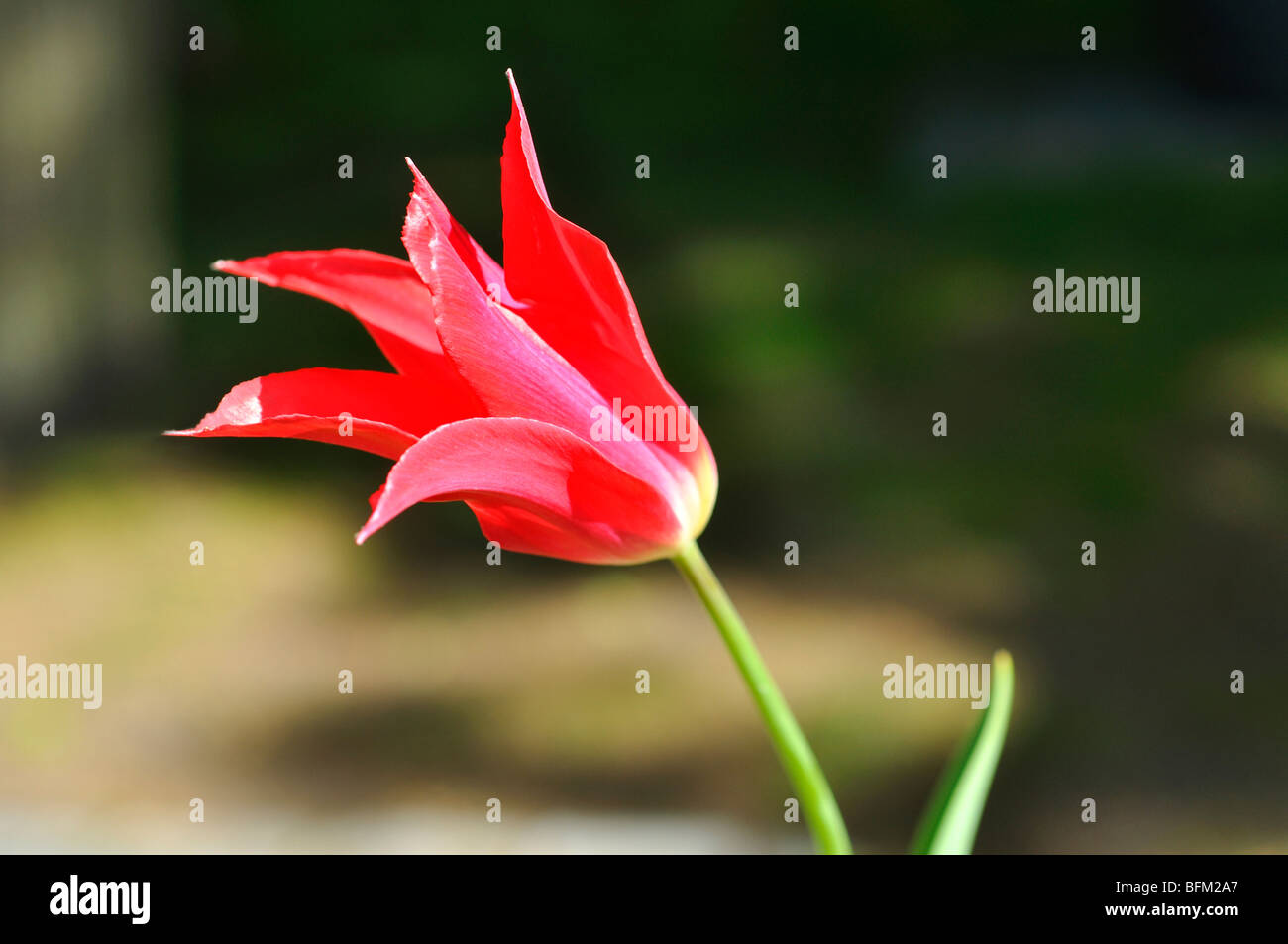 Pointed petals hi-res stock photography and images - Alamy