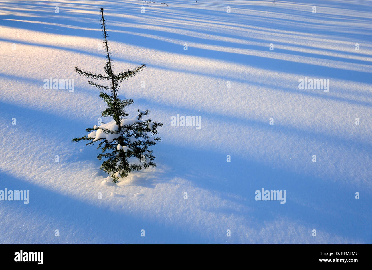 Tree shadows on snow with birch trees and spruce tree sapling, Greater ...