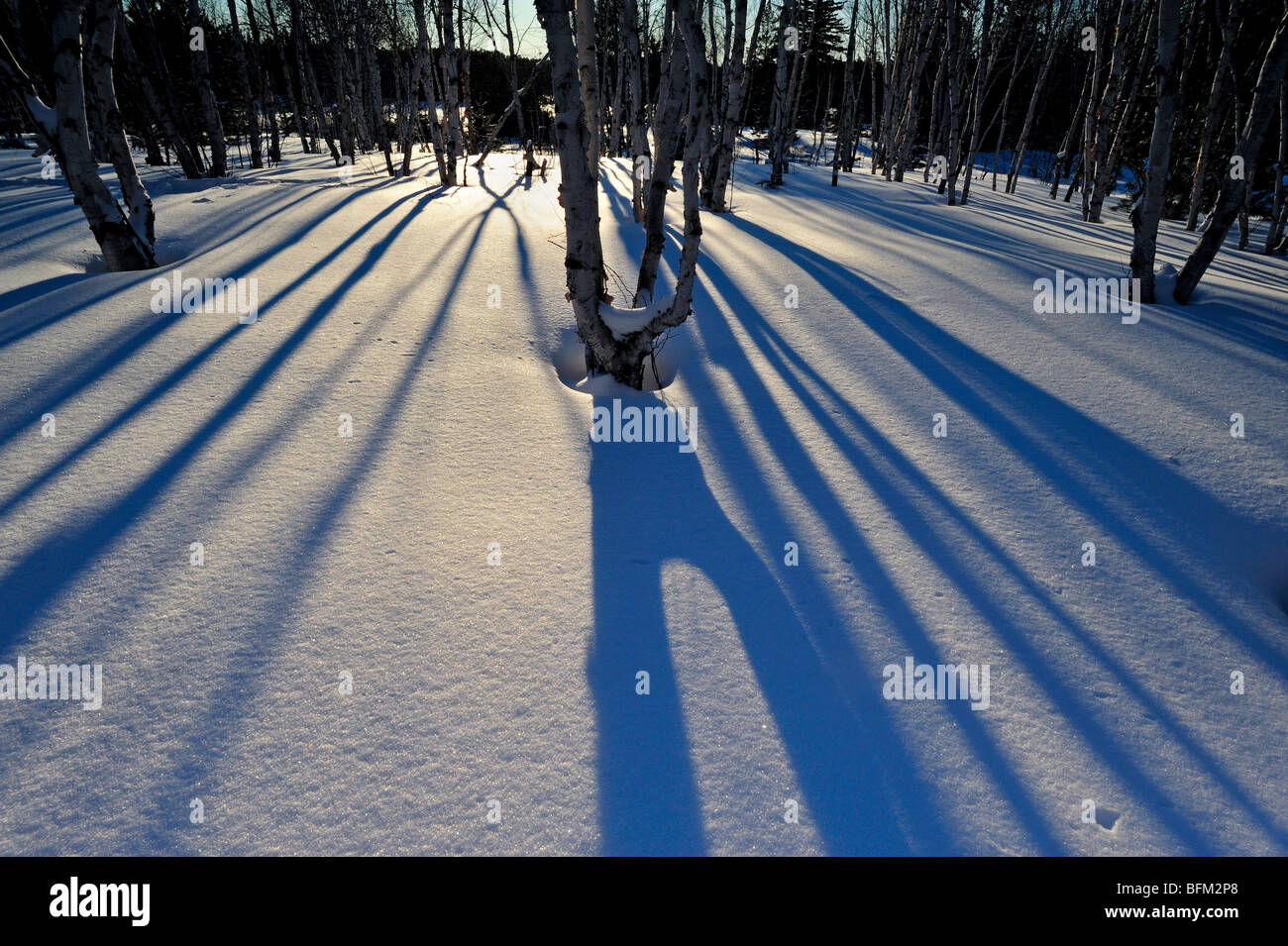 Tree shadows on snow with birch tree trunks, Greater Sudbury, Ontario ...