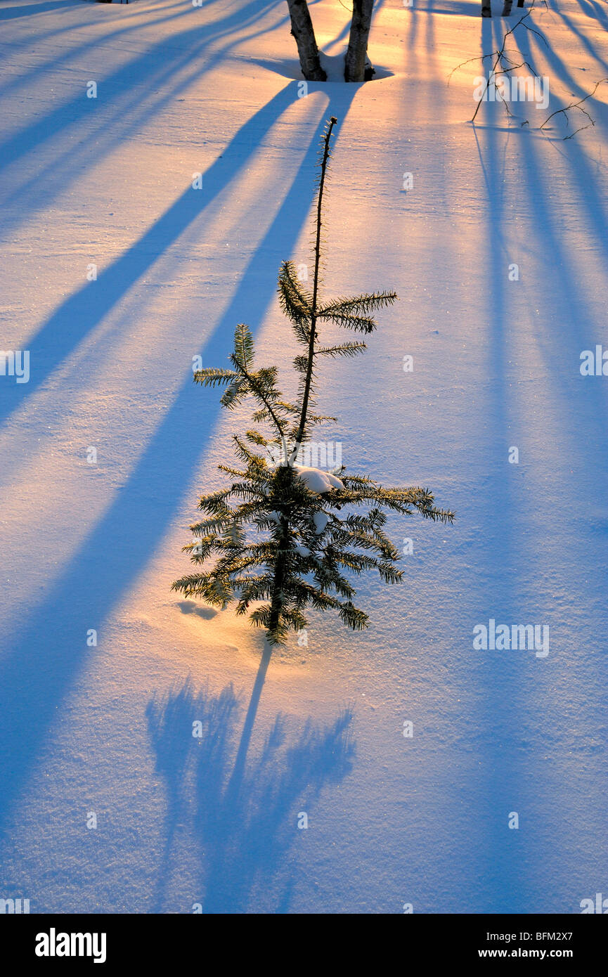 Tree shadows on snow with spruce sapling, Greater Sudbury, Ontario ...