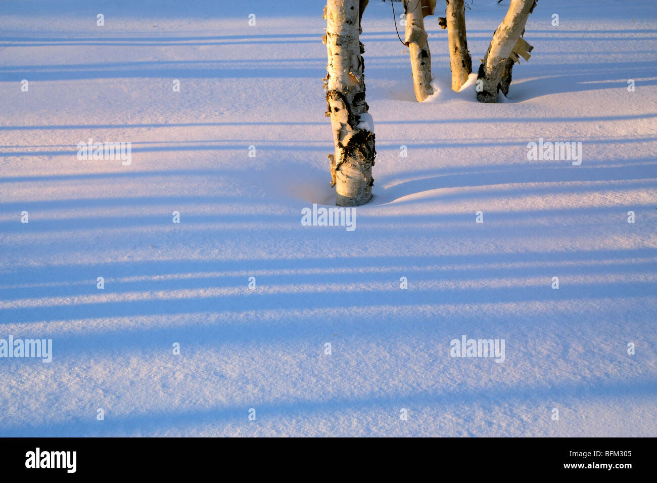 Tree shadows on snow with white birch tree trunks, Greater Sudbury ...