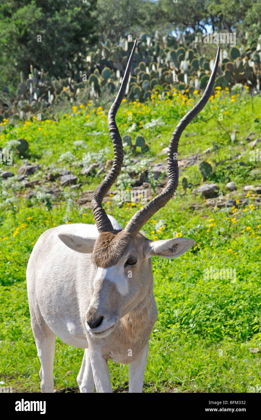 Addax (Addax nasomaculatus Stock Photo - Alamy