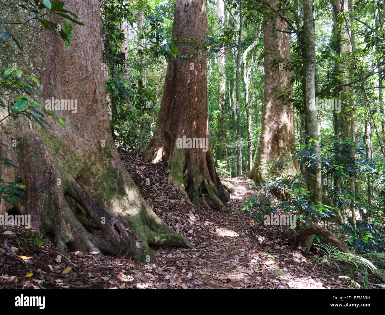 Brush box queensland box lophostemon hi-res stock photography and ...