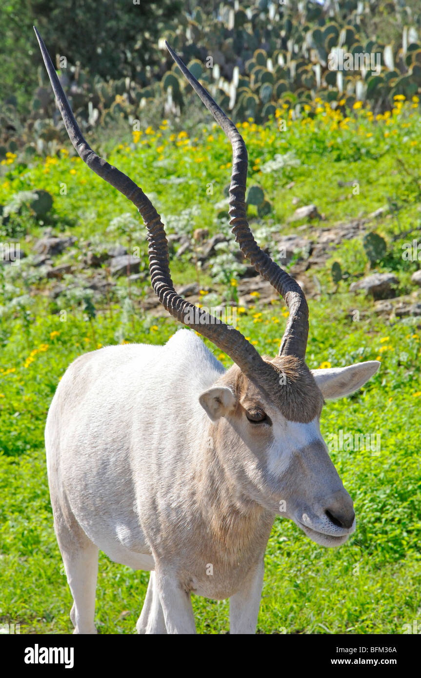 Addax (Addax nasomaculatus Stock Photo - Alamy