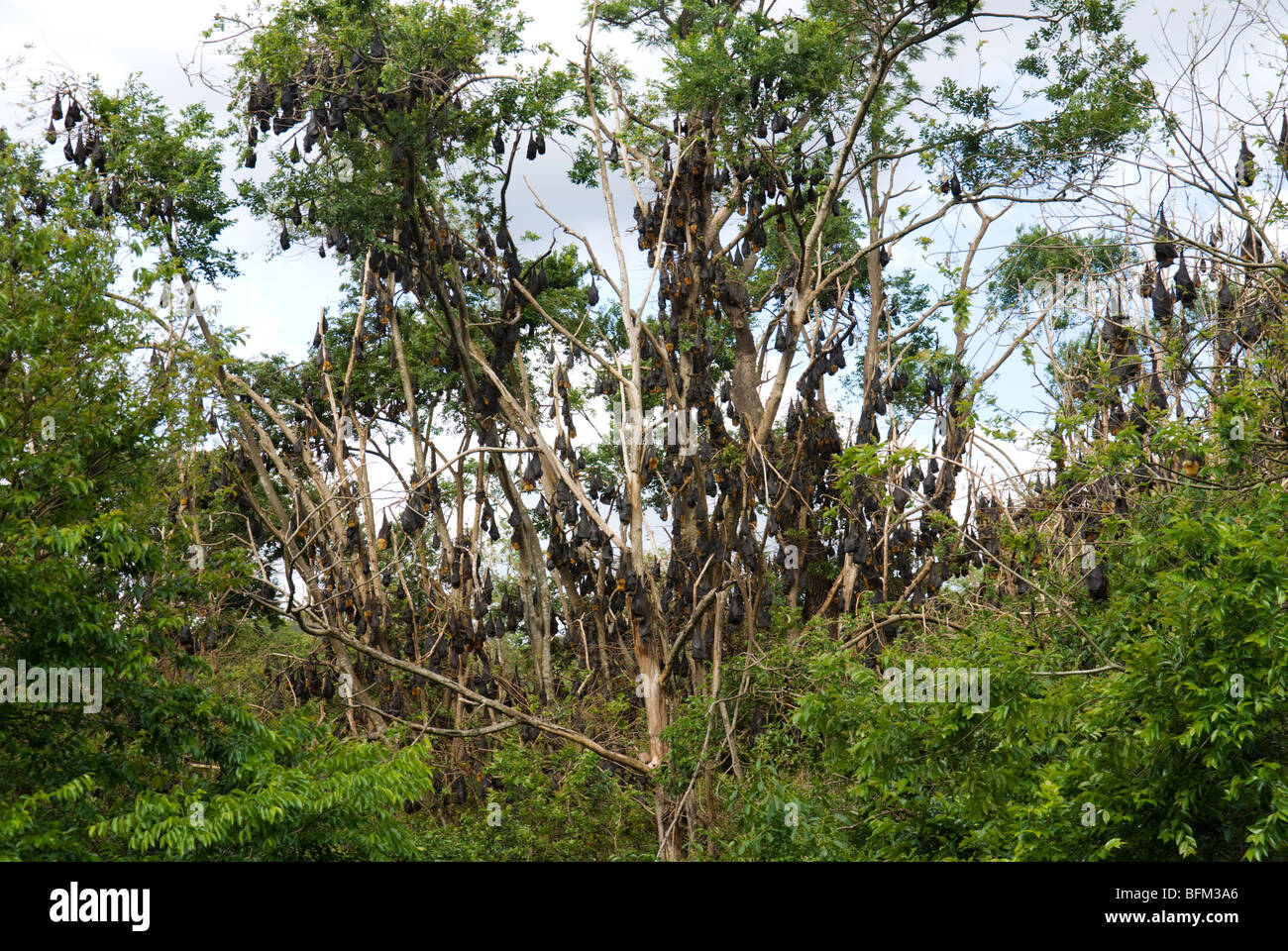 Grey headed flying foxes flying hi-res stock photography and images - Alamy