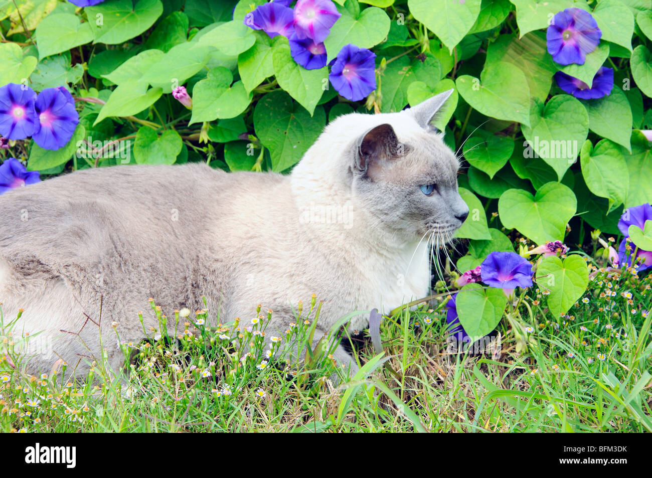 Siamese Blue Point cat Stock Photo - Alamy