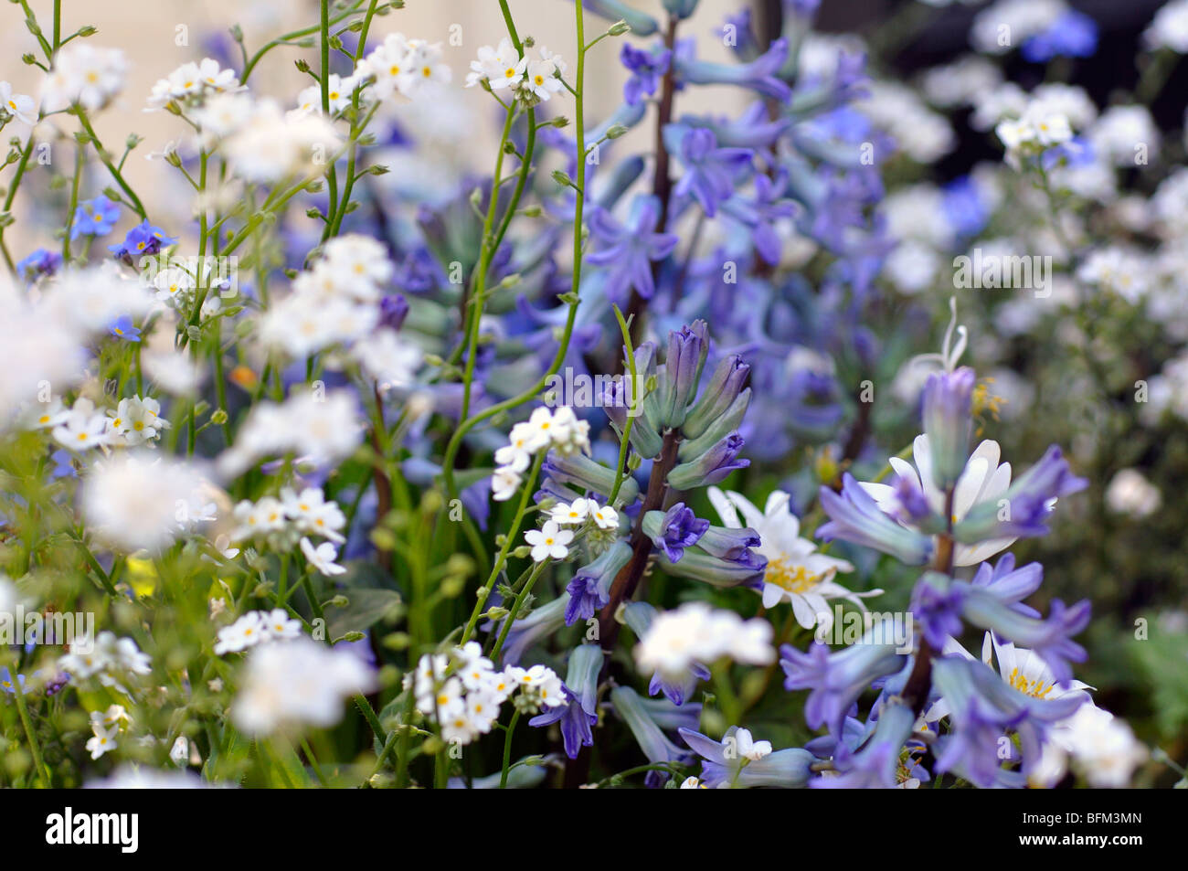 Common English Bluebell Stock Photo - Alamy