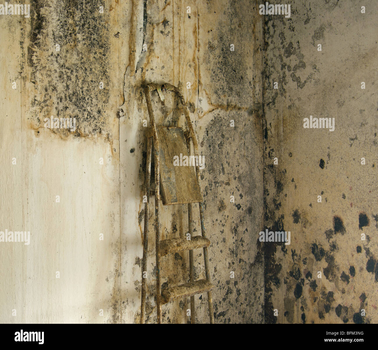 Allergenic mold hi-res stock photography and images - Alamy