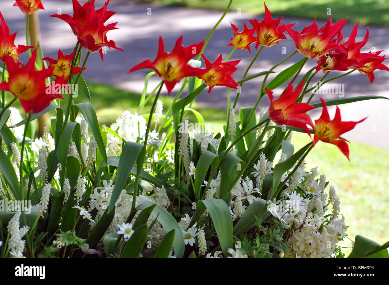 Red pointed tulips Stock Photo - Alamy