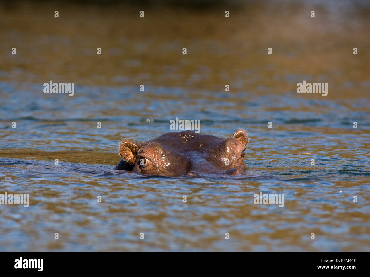 Hippopotamus, Lunga River, Kafue National Park, Zambia Stock Photo - Alamy