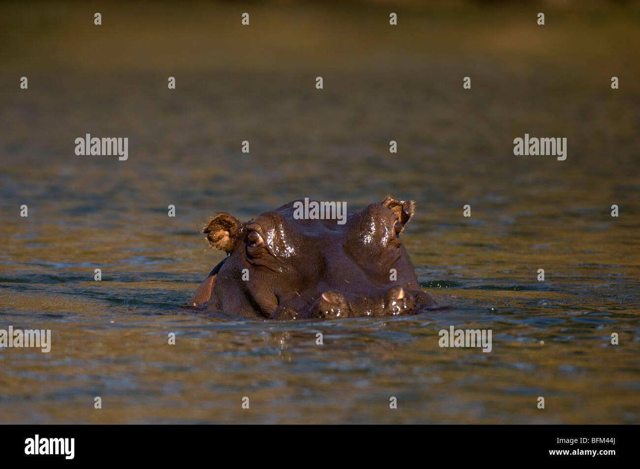Hippopotamus, Lunga River, Kafue National Park, Zambia Stock Photo - Alamy