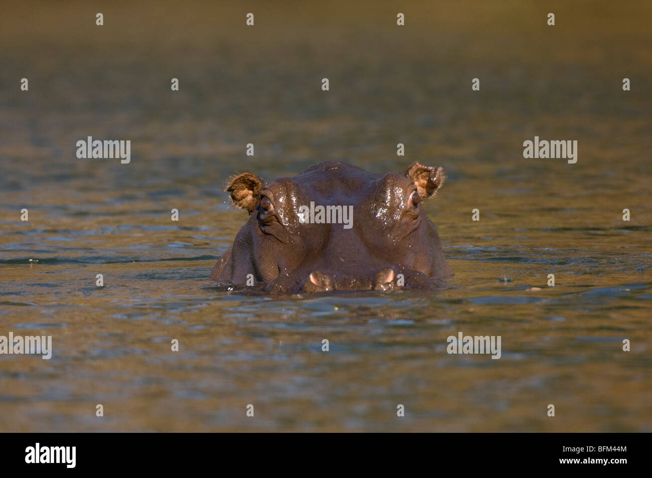 Hippopotamus, Lunga River, Kafue National Park, Zambia Stock Photo - Alamy