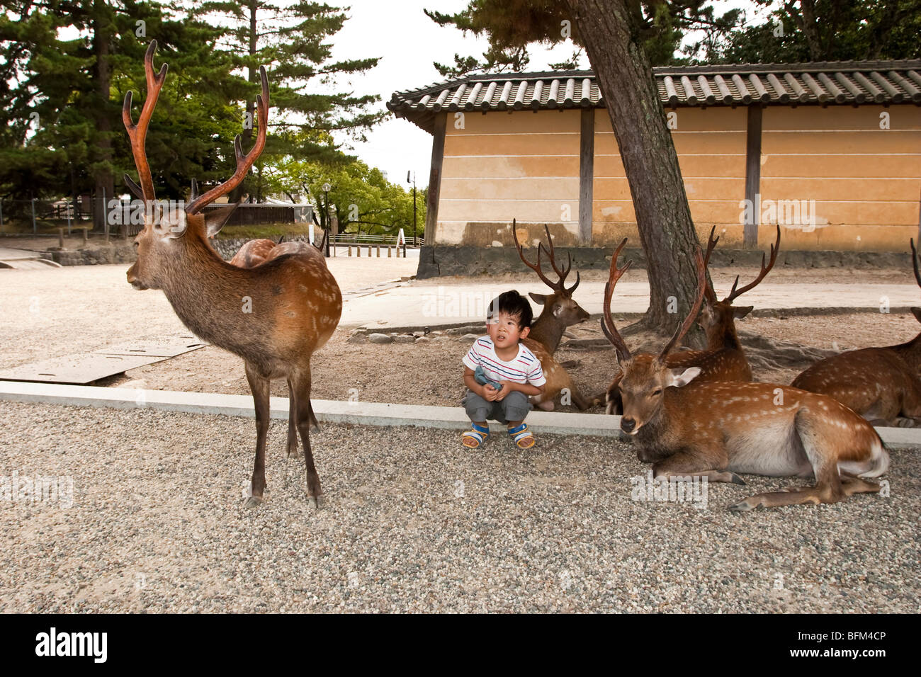 Deer in Nara, Japan Stock Photo - Alamy