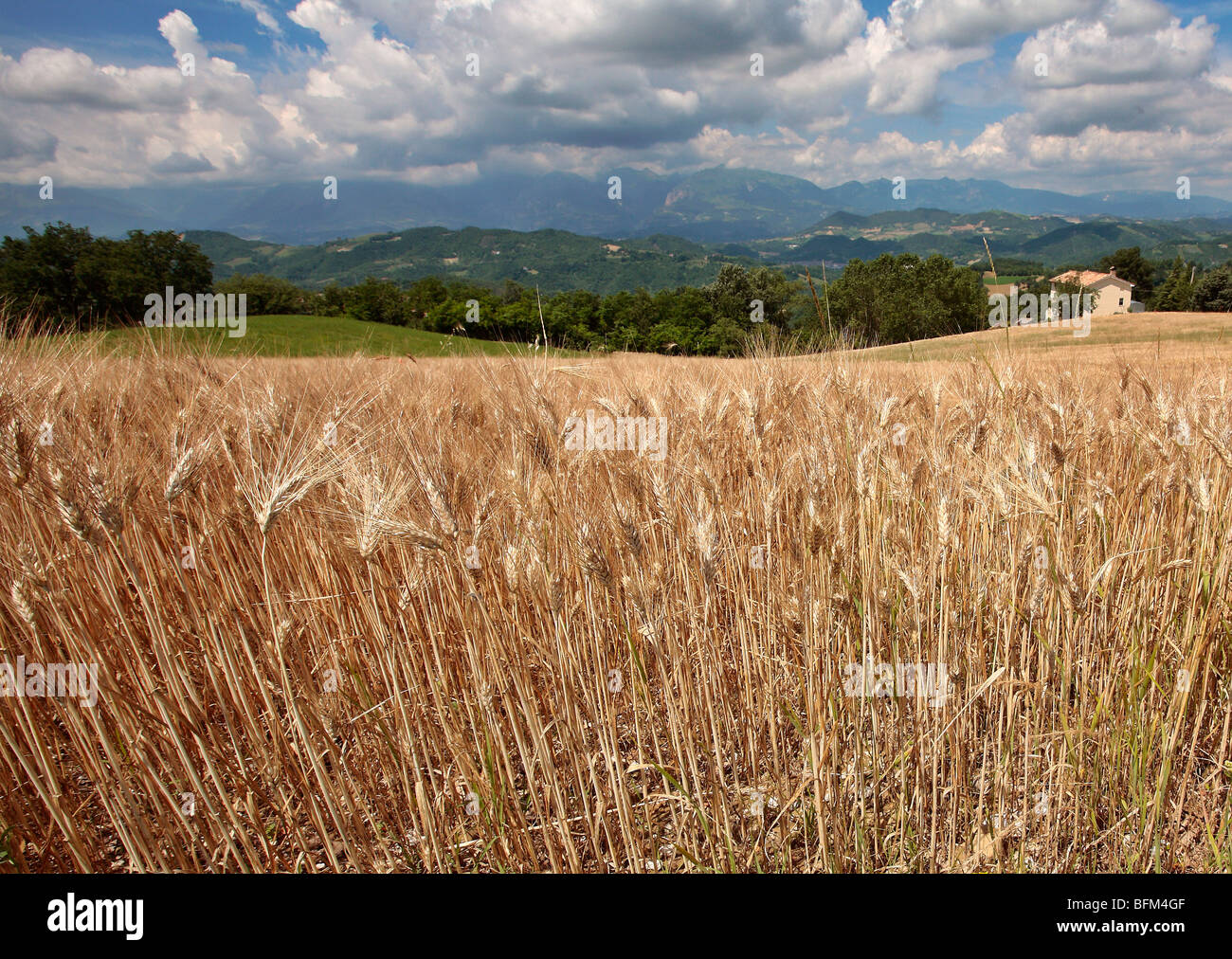 Wheat field Stock Photo - Alamy