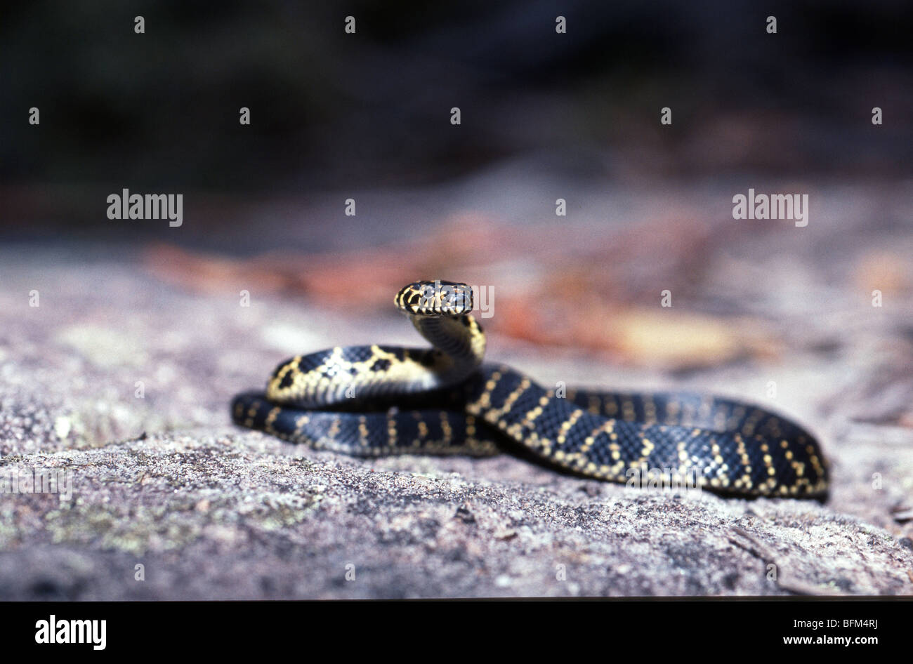 Broad-headed snake (Hoplocephalus bungaroides) in Morton National Park ...