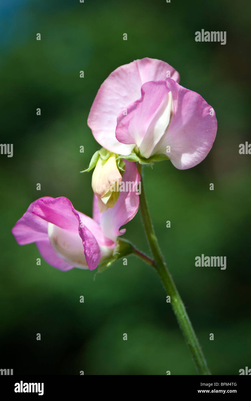 Pink Sweet Pea flowers Stock Photo - Alamy
