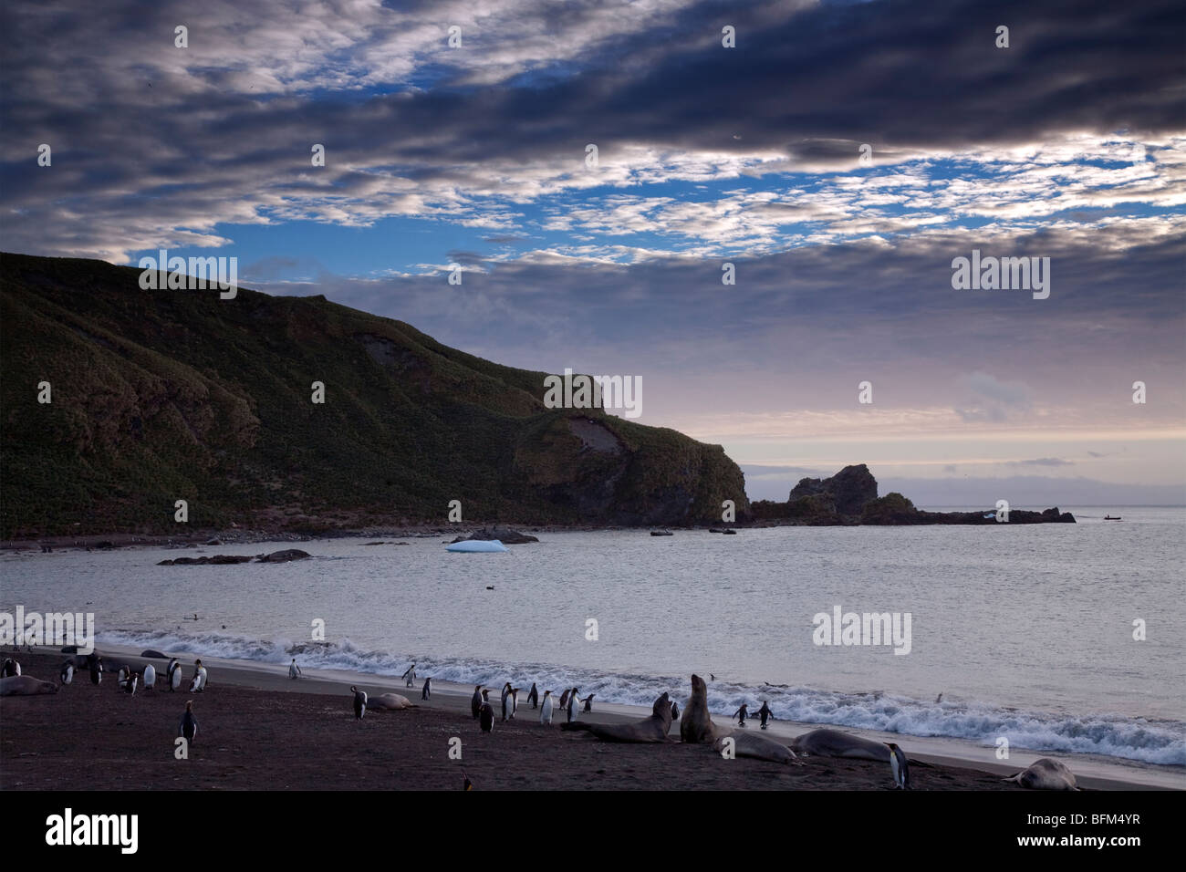 Dawn at Gold Harbour, South Georgia Island Stock Photo - Alamy