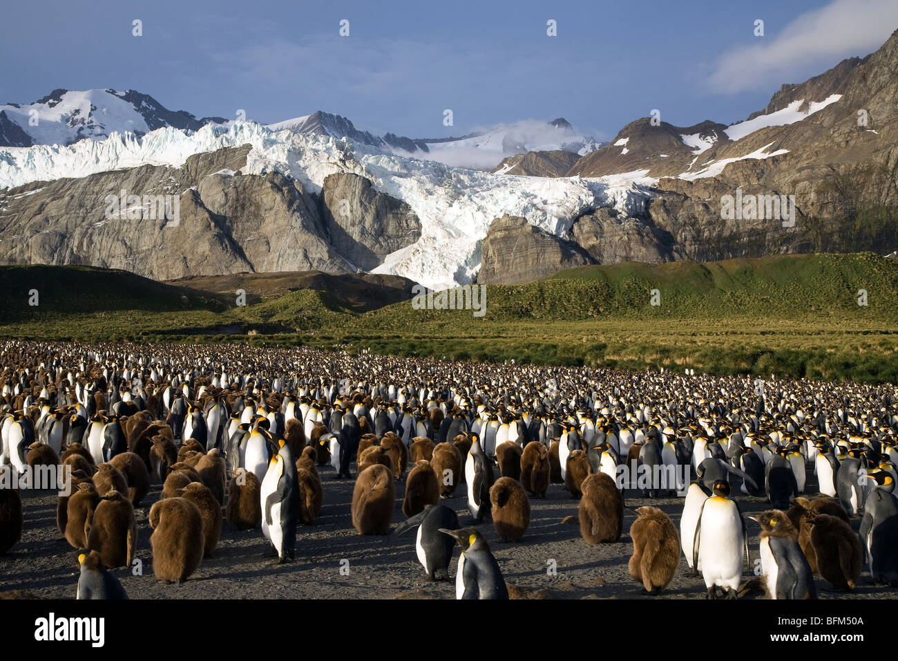 King Penguin colony in front of Betrab Glacier, Gold Harbor, South ...