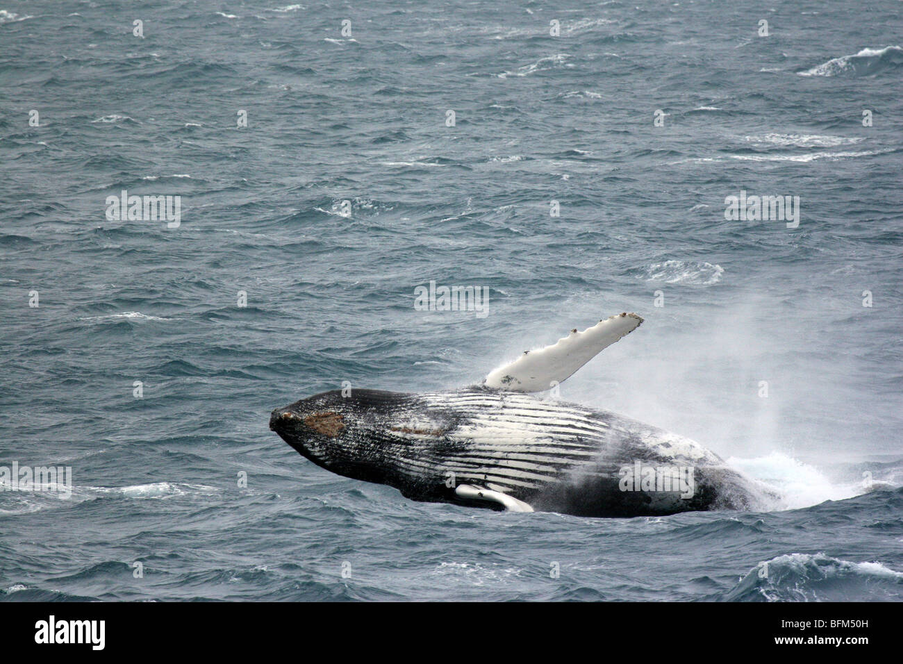 Female humpback whale breaching, off Penguin Island, Antarctic ...