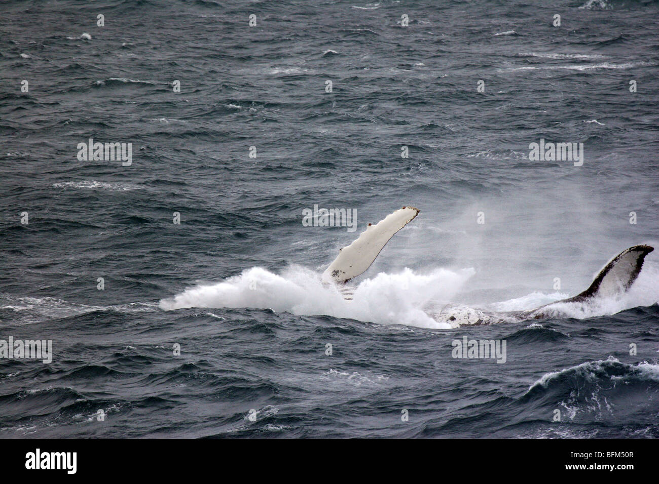 Female humpback whale breaching, off Penguin Island, Antarctic ...