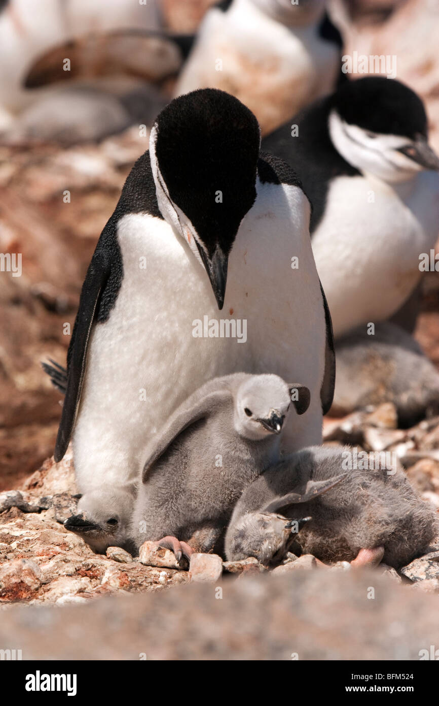 Chinstrap penguin with three healthy chicks, Penguin Island, Antarctic ...