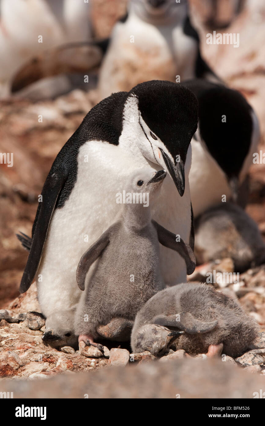 Healthy penguin hi-res stock photography and images - Alamy