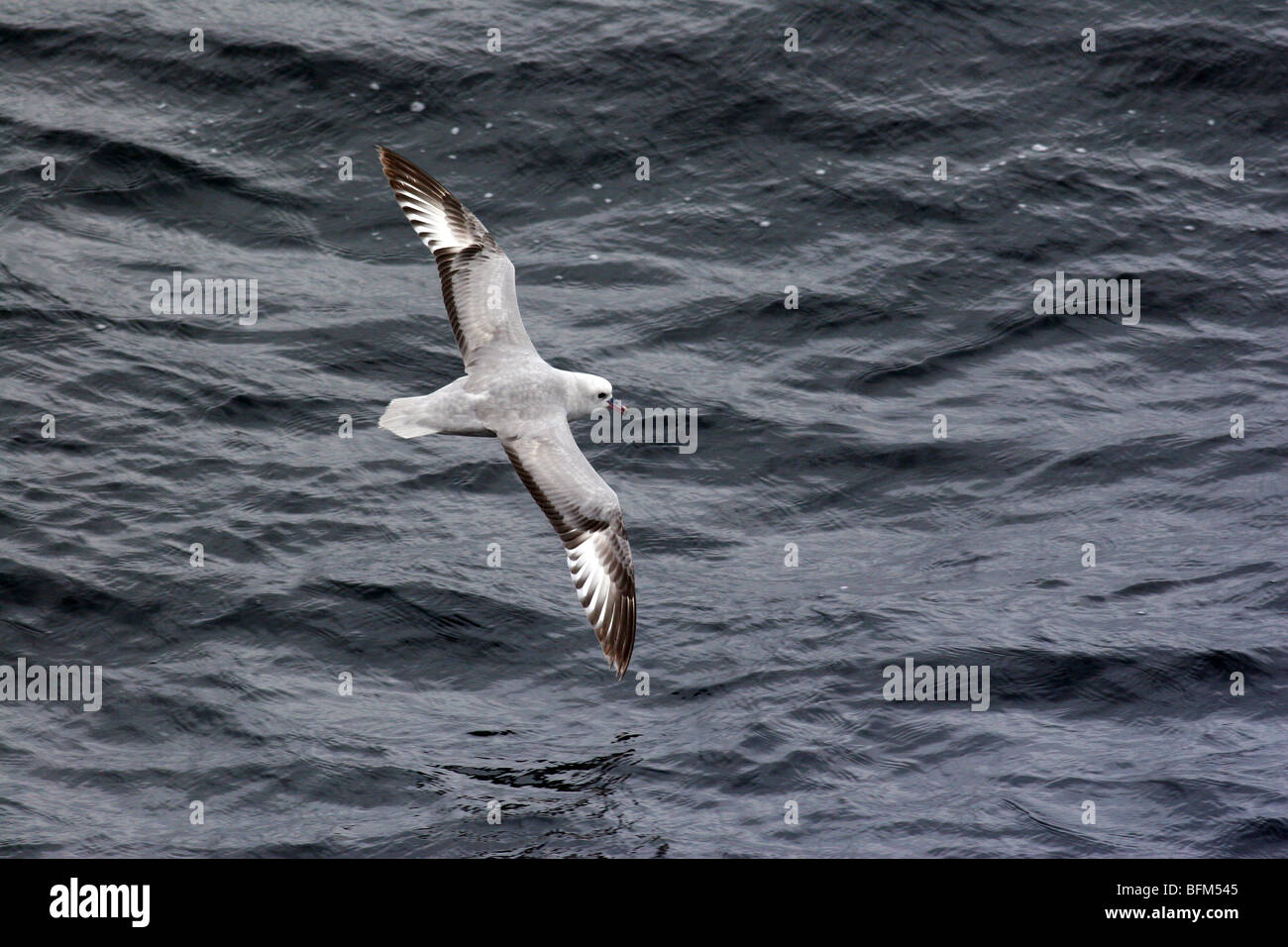 Scotia sea antarctic hi-res stock photography and images - Alamy