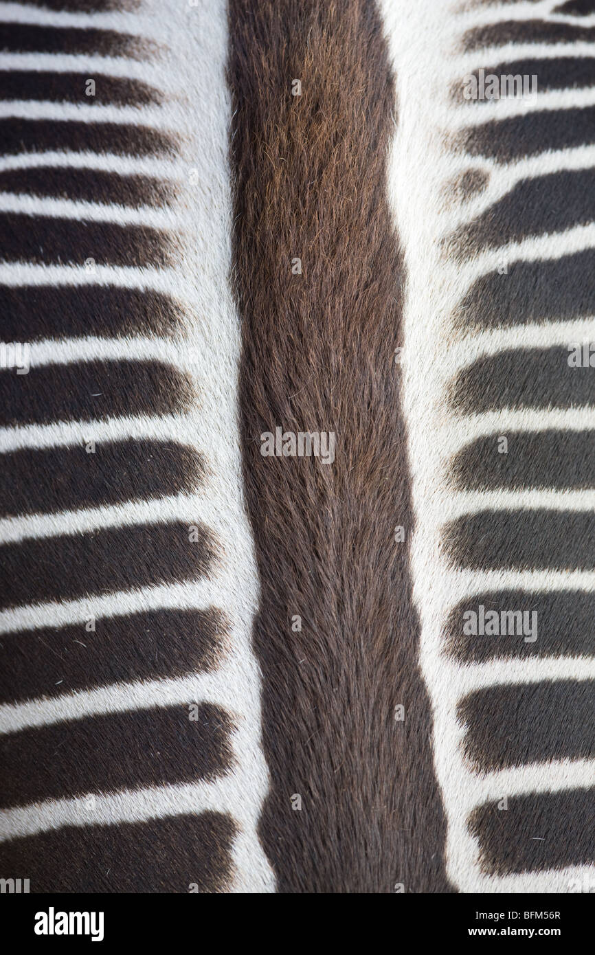 Equus zebra back hi-res stock photography and images - Alamy