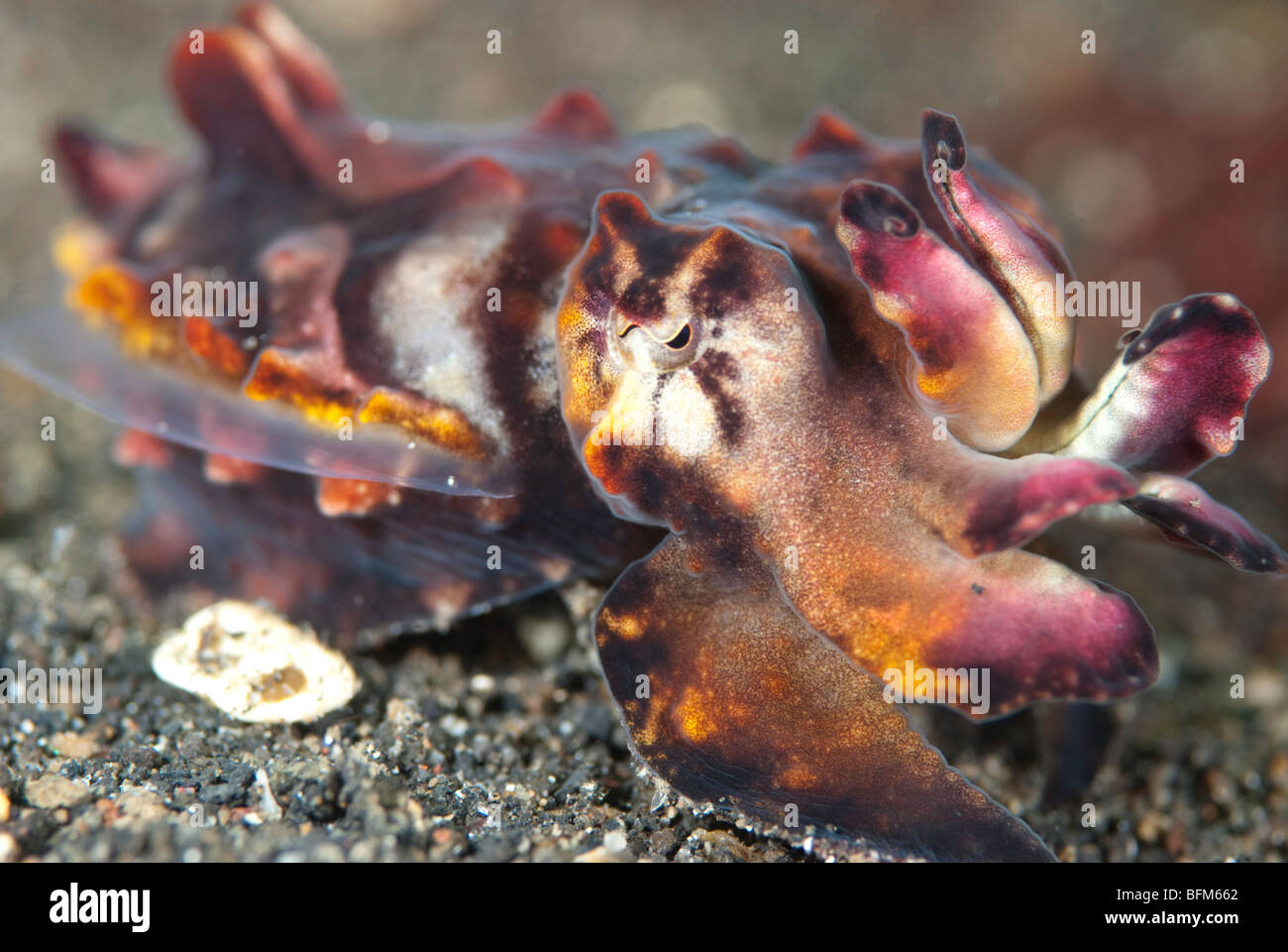 Cuttlefish hi-res stock photography and images - Alamy