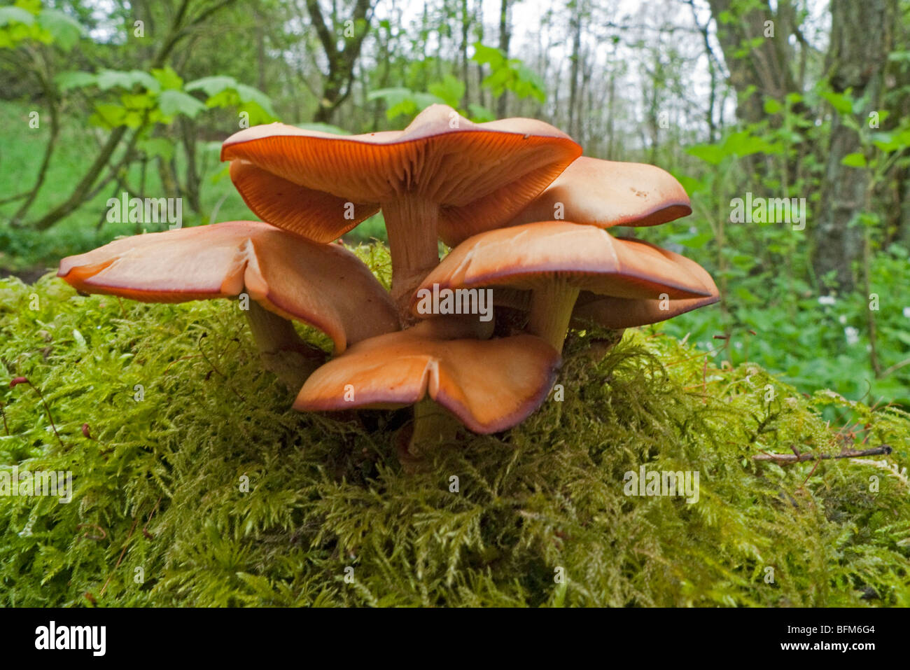 Velvet Shank - Winter Fungus (Flammulina velutipes Stock Photo - Alamy