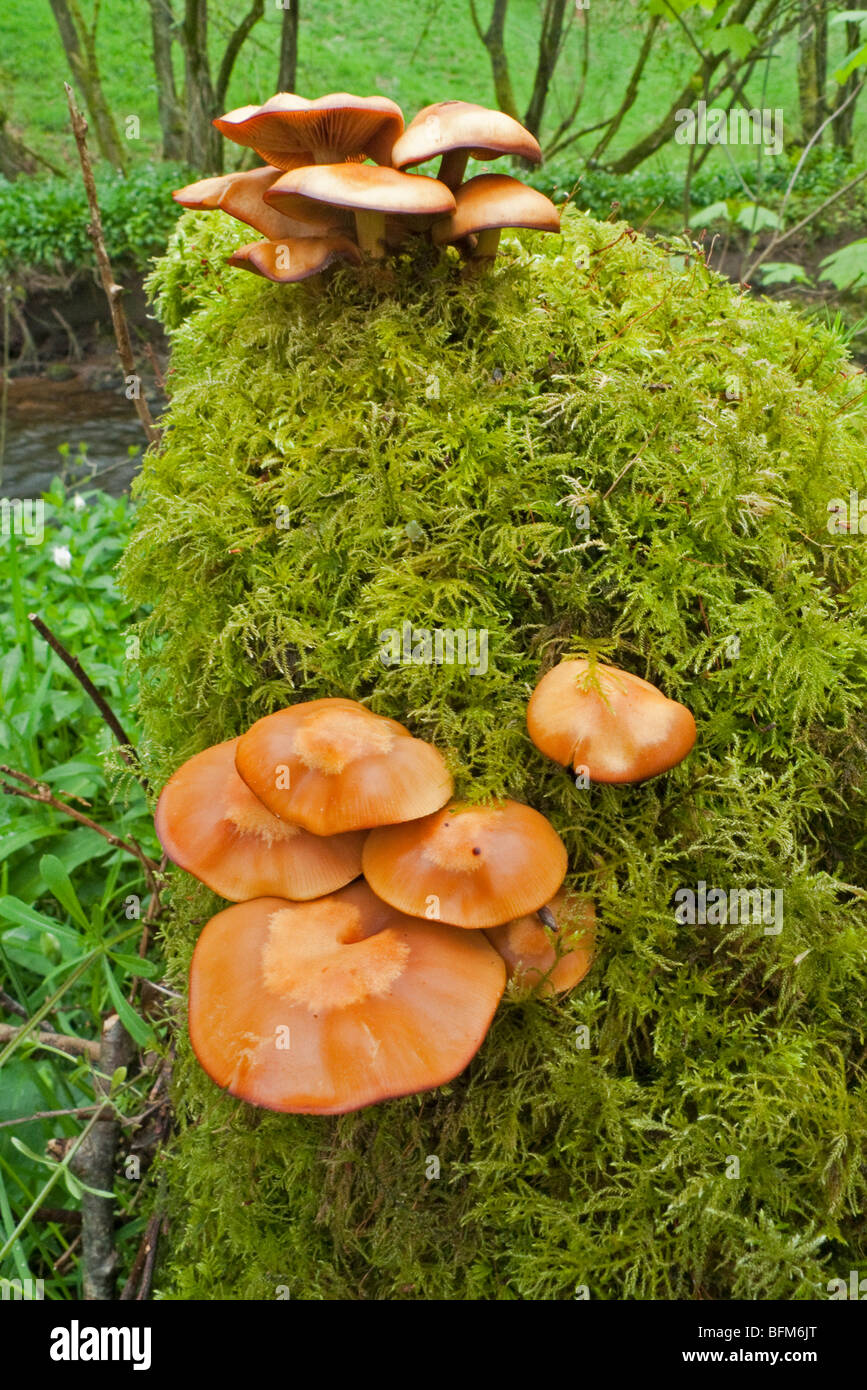 Velvet Shank - Winter Fungus (Flammulina velutipes Stock Photo - Alamy