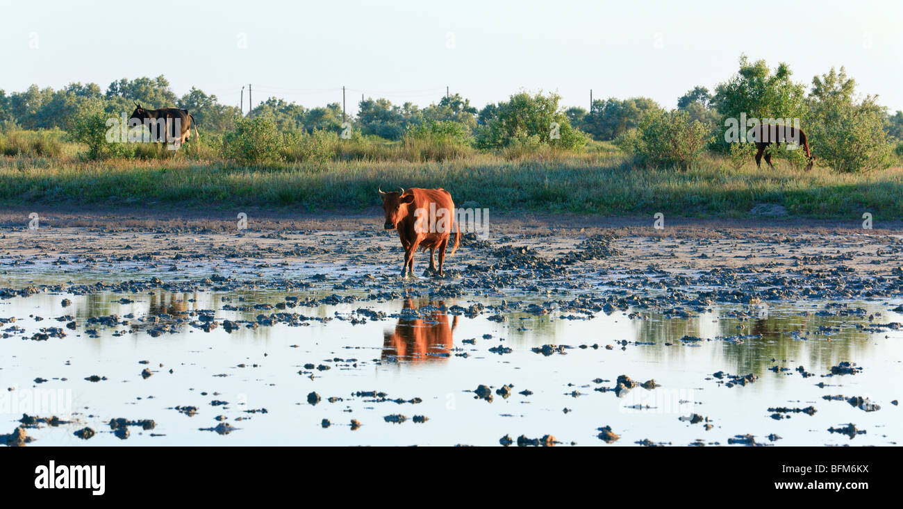 Swamp cow hi-res stock photography and images - Alamy