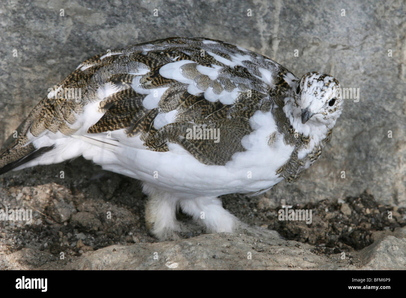 Austria white partridge Stock Photo - Alamy
