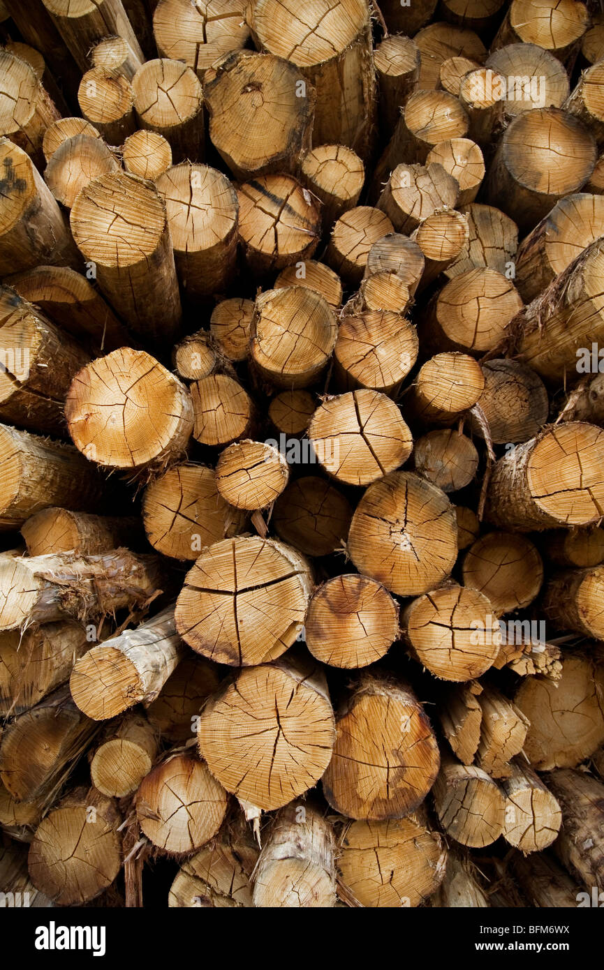 Australian hardwood logs stacked ready for milling Stock Photo - Alamy