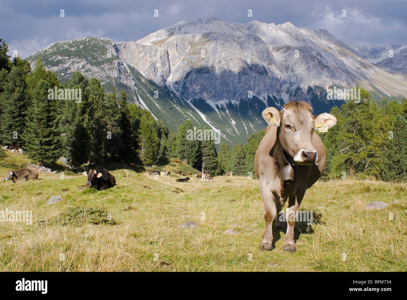 Cows in the swiss alps hi-res stock photography and images - Alamy
