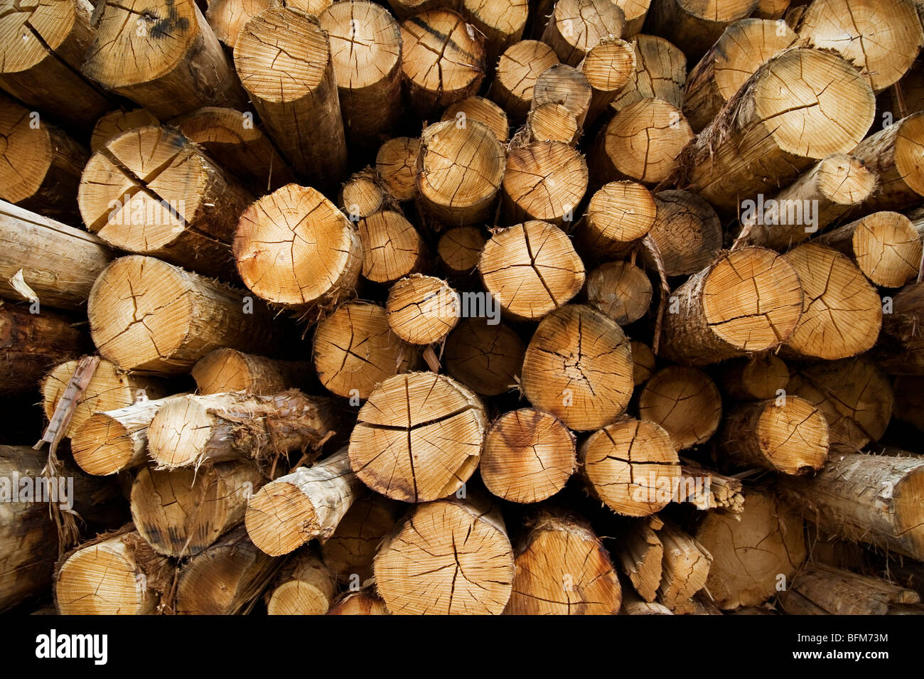 Australian hardwood logs stacked ready for milling Stock Photo - Alamy