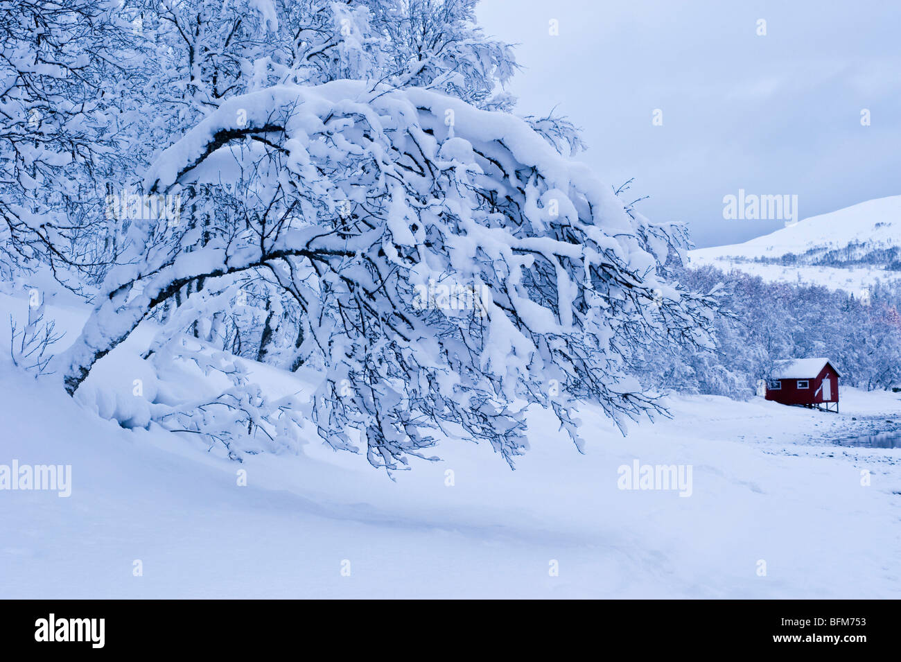 Heavy burden of snow on a tree Stock Photo - Alamy