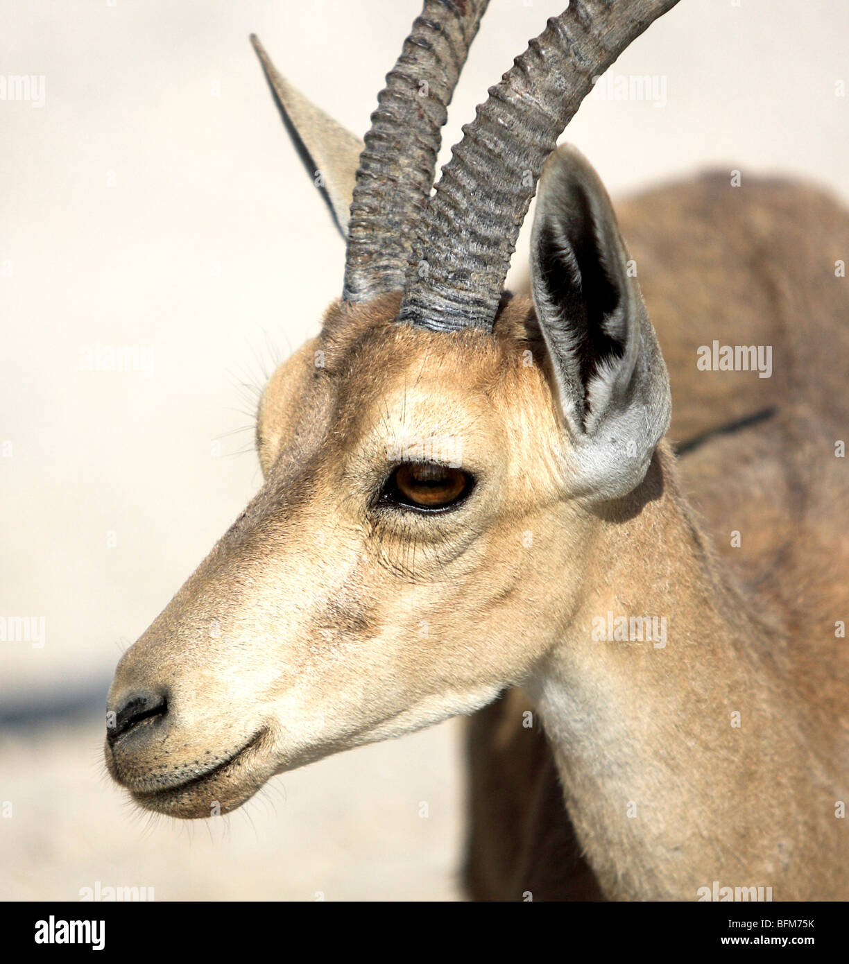 Israel, Dead Sea male Nubian Ibex (Capra ibex nubiana Stock Photo - Alamy