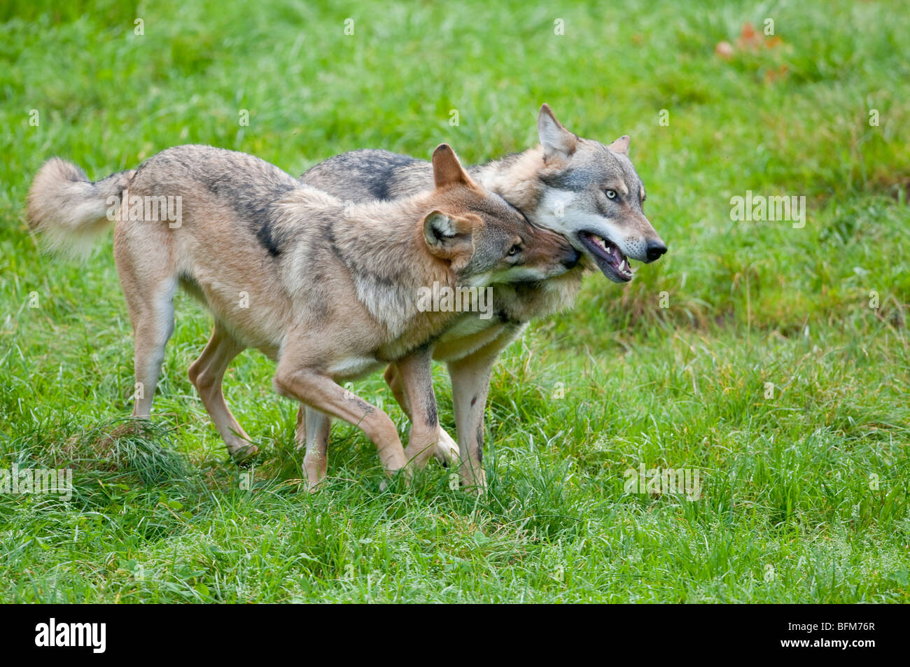 Europäischer Wolf - (Canis lupus) - European wolf Stock Photo - Alamy