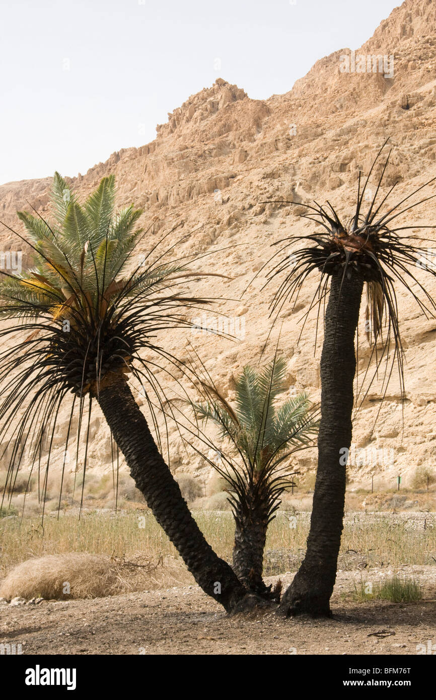 Israel, Dead Sea A palm tree grows on the shore Stock Photo - Alamy